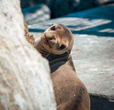 Europe's privacy seal schemes gradually taking shape